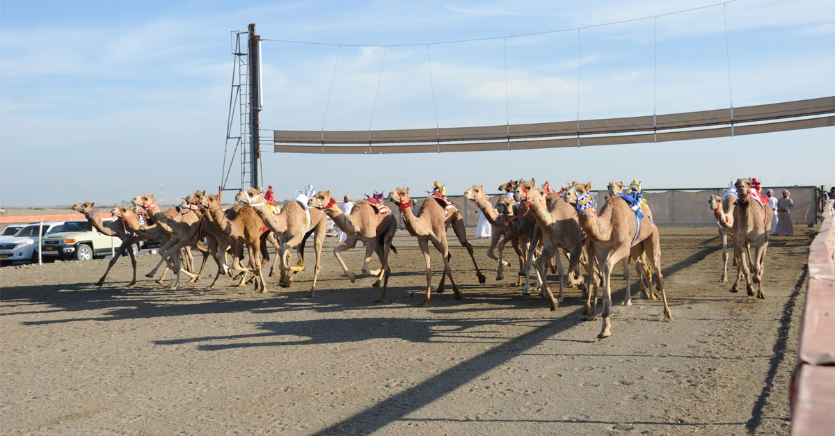 Annual camel races kicks off on September 22 - Black & White Oman