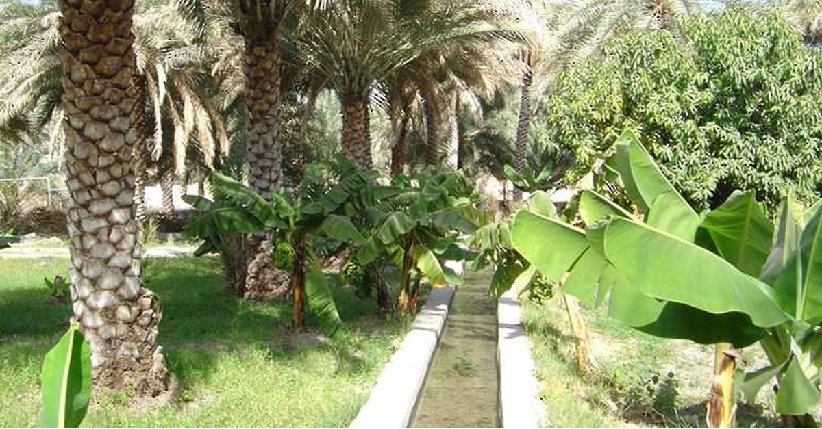 FAO Office lauds Oman’s efforts in reflecting importance of groundwater ...