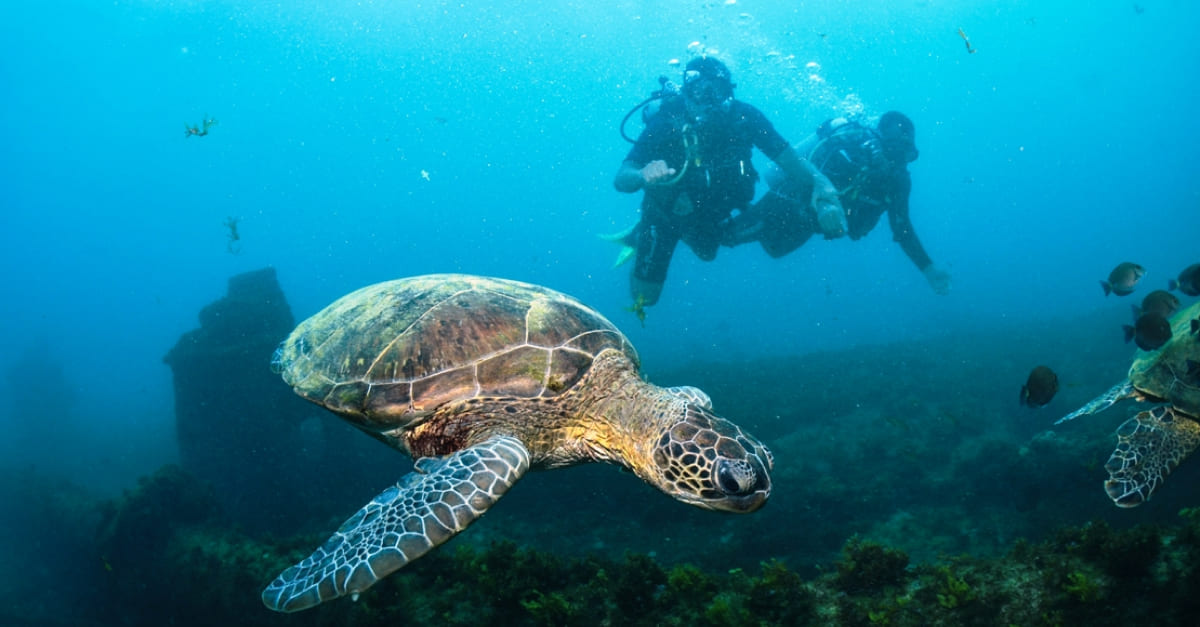 Dive into Brazil’s Marine Wildlife This New Year - Black & White Oman