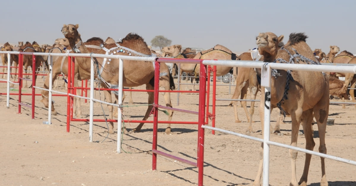 Omani camels numbering programme registers more than 55,000 - Black ...